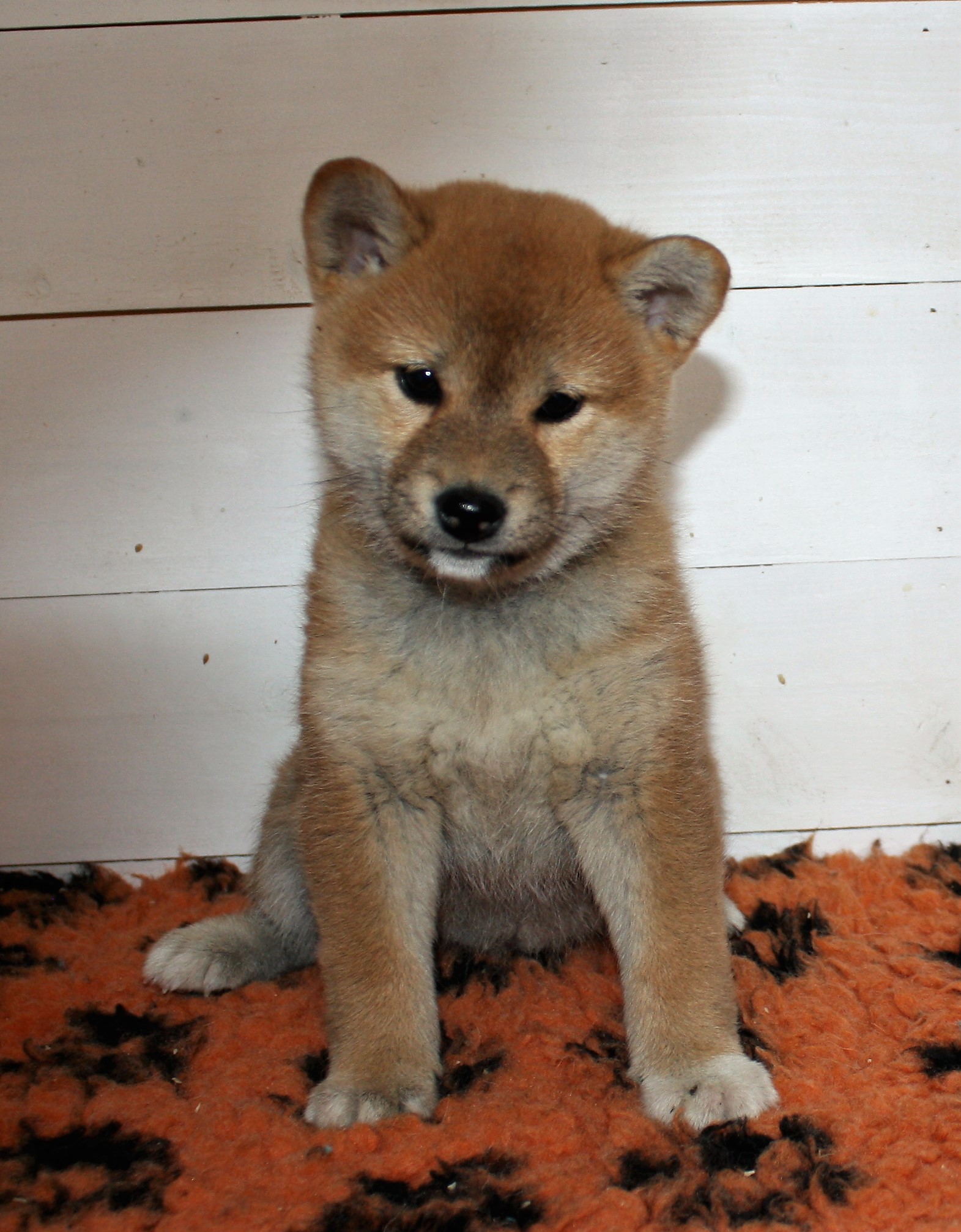 Quite Arai Hime | Kennel Kichiko