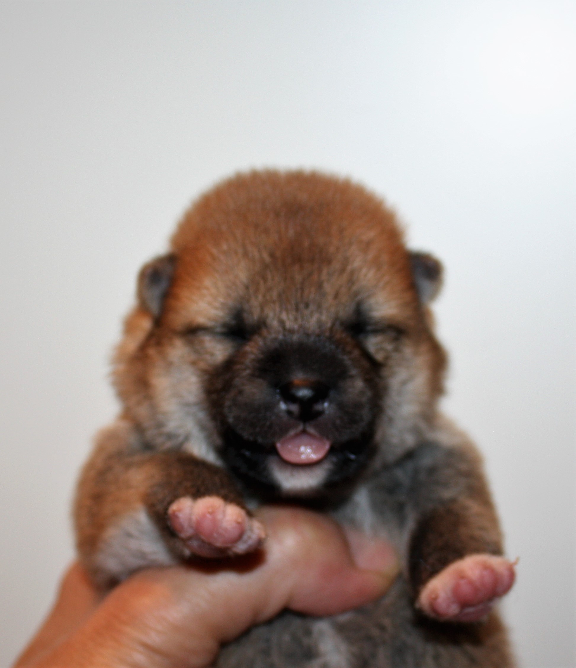 Quite Arai Hime | Kennel Kichiko